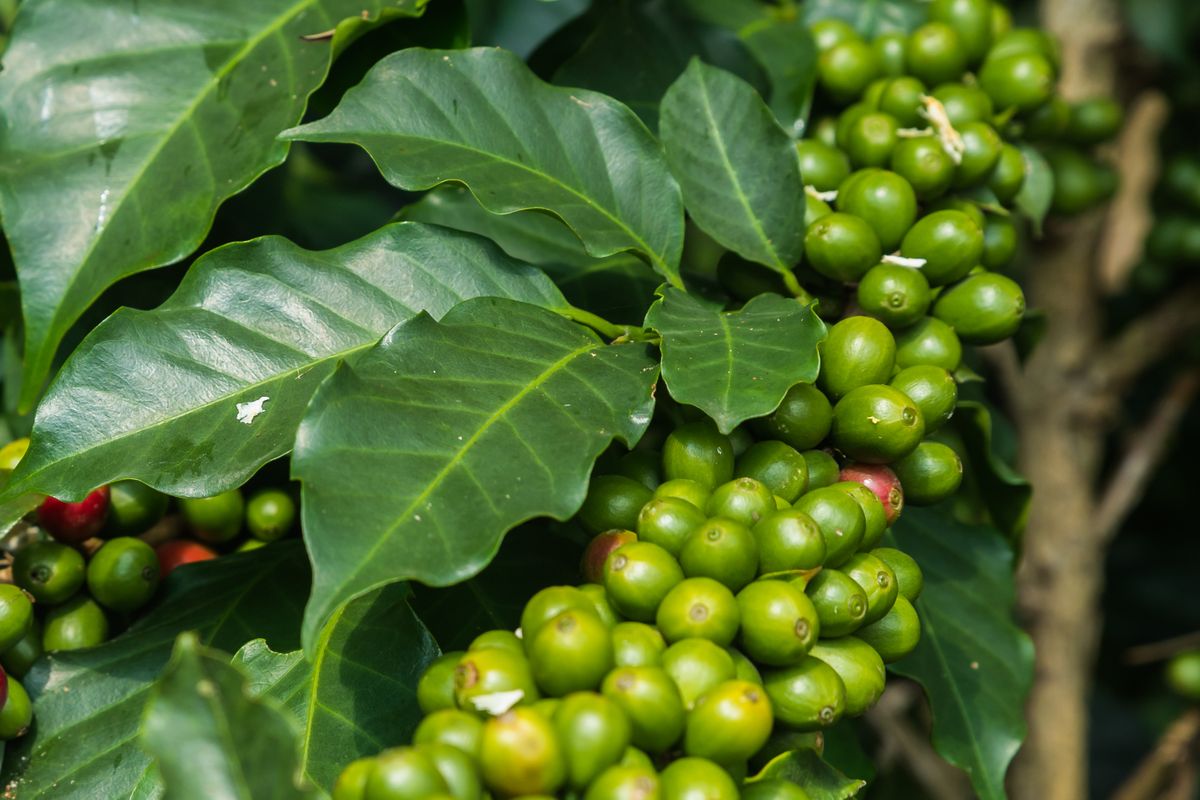 Yercaud | Best Time to Visit | Top Things to Do | Book Your Trip ...