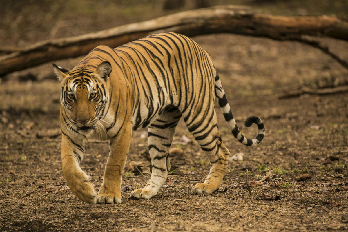 Kabini | Best Time to Visit | Top Things to Do | Book Your Trip ...