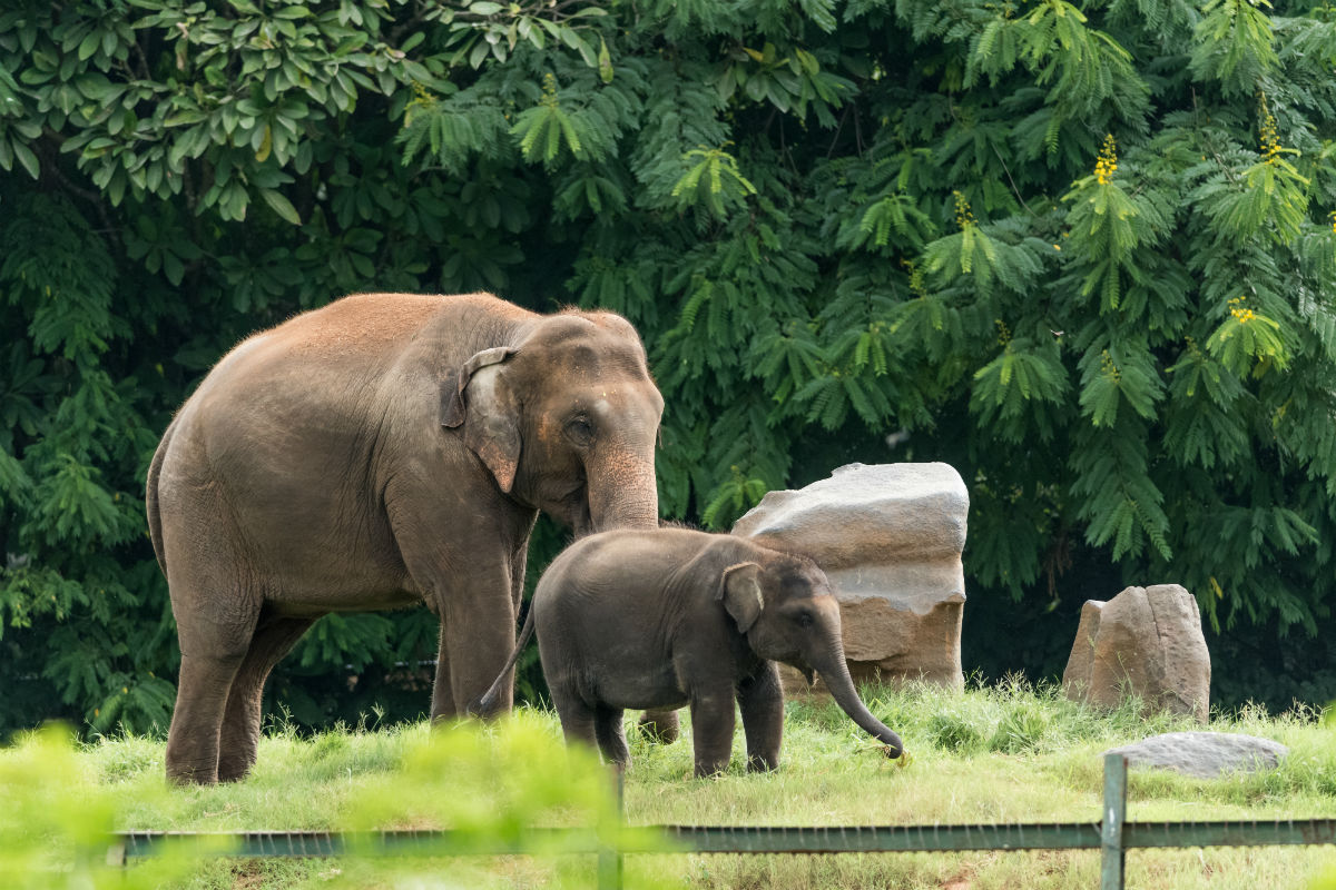 Places to Visit in Kabini : Popular Places to Visit Near Kabini ...