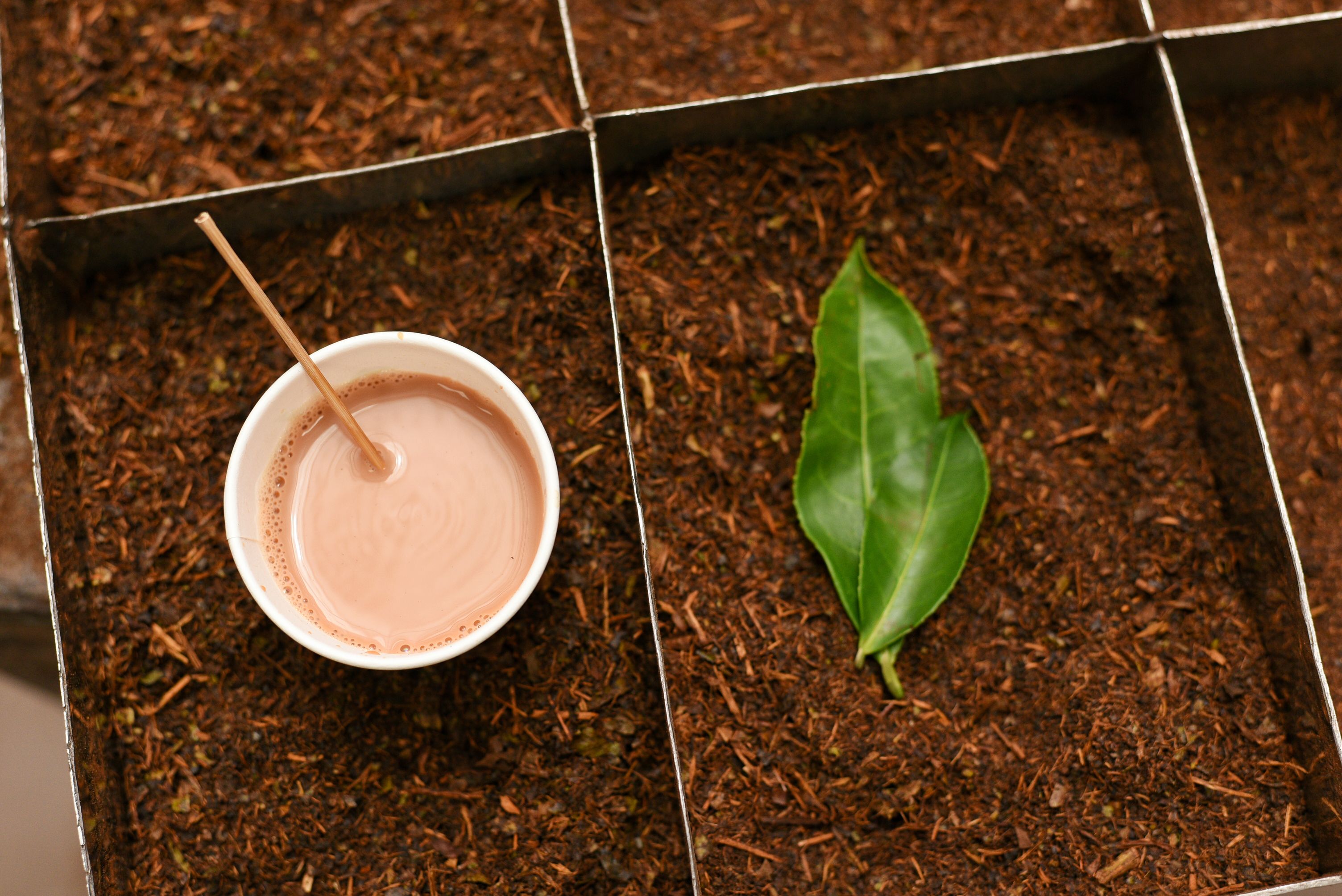 Wayanad | Best Time to Visit | Top Things to Do | Book Your Trip ...