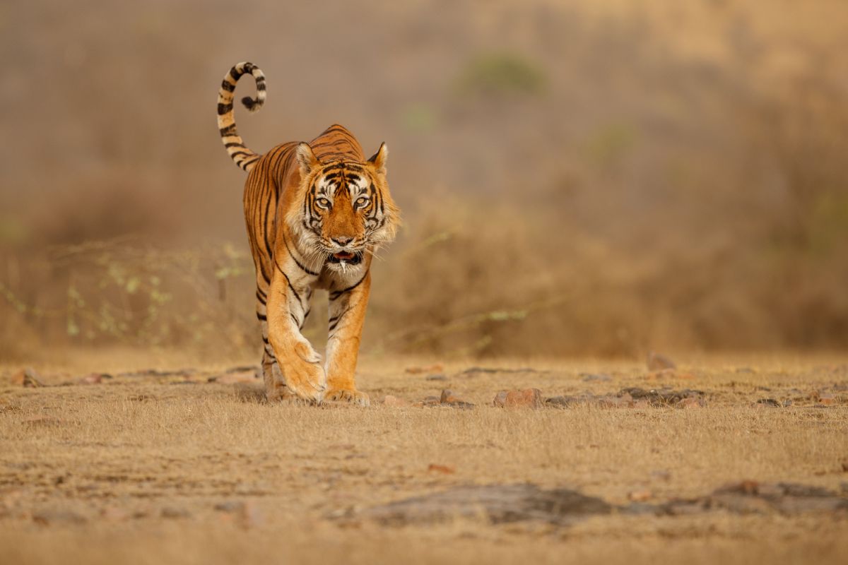 Sariska Tiger Reserve | Best Time to Visit | Top Things to Do | Book ...
