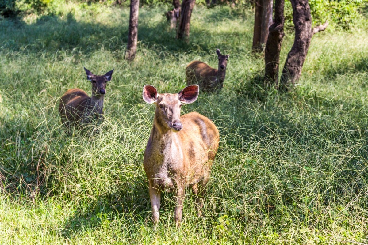 Sariska Tiger Reserve | Best Time to Visit | Top Things to Do | Book ...
