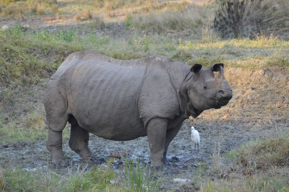 Dooars | Best Time to Visit | Top Things to Do | Book Your Trip ...